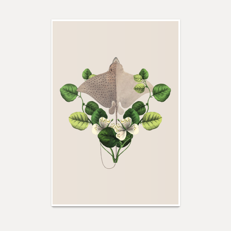 Poster Botânica - Arraia de Sarah Stehling Montenegro - Colab55